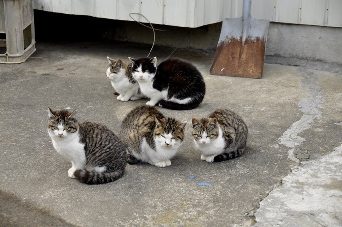Tashirojima - The Cat Island of Japan | Amusing Planet